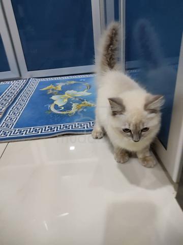 Kucing Parsi (British long hair) - Pets for sale in Kuching, Sarawak