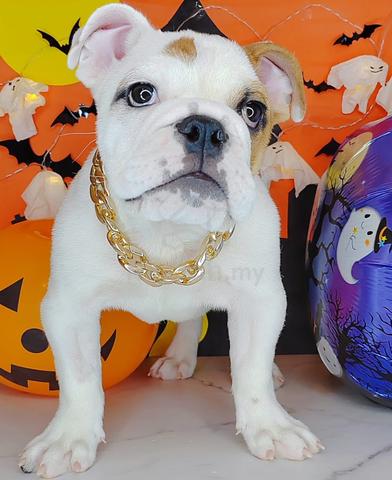 English Bulldog and Sweet *UA649 - Pets for sale in Puchong, Selangor