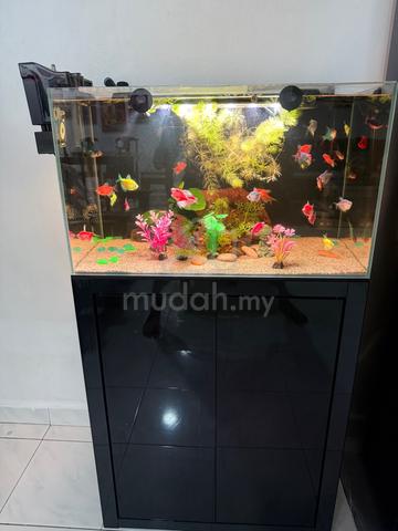 Matured 2ft CC tank with cabinet and fish - Pets for sale in Kulai, Johor