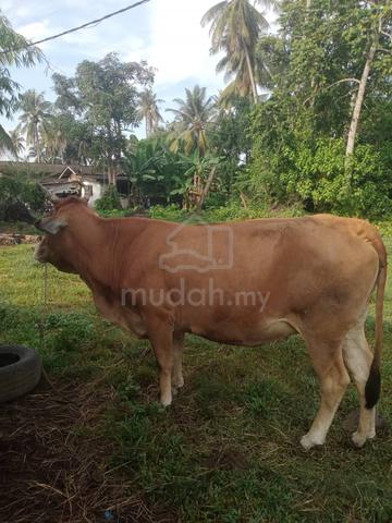lembu dua branok - Pets for sale in Bachok, Kelantan