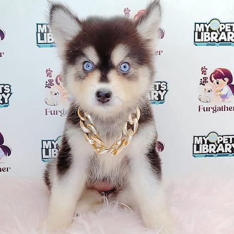Small Pomsky Puppy Dog Pet Pom x Husky *MY00705 - Pets for sale in ...