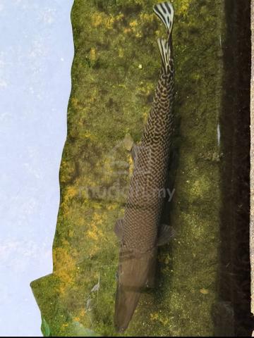 Alligator Gar - Pets for sale in Taman Tun Dr Ismail, Kuala Lumpur