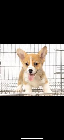 Corgi champion bloodline Mka certificate - Pets for sale in Seri ...