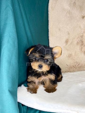 RARE ~ Yorkshire Terrier with MKA - Pets for sale in Setia Alam, Selangor