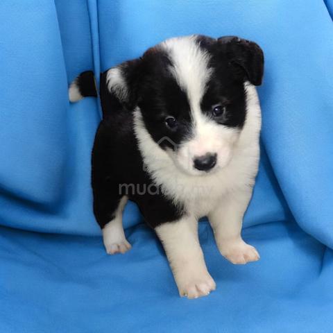 Border collie with Mka certificate - Pets for sale in Bukit Jalil ...