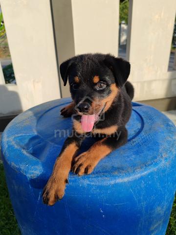 Pure Breed Rottweiler Puppy - Pets for sale in Kuching, Sarawak