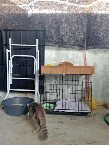 Sangkar Kucing dijual - Pets for sale in Sungai Jawi, Penang