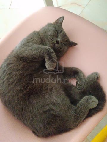 BSH female - Pets for sale in Wakaf Baru, Kelantan