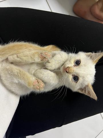 Kucing siam (jenis hangus) - Pets for sale in Bintulu, Sarawak