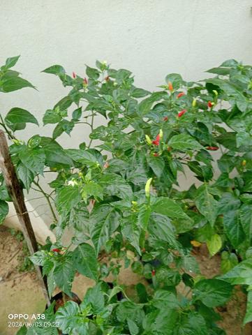 Pokok Lada Jarum - Garden Items for sale in Kuala Terengganu, Terengganu