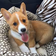A164 stray Corgi puppy dog - Pets for sale in Puchong, Kuala Lumpur