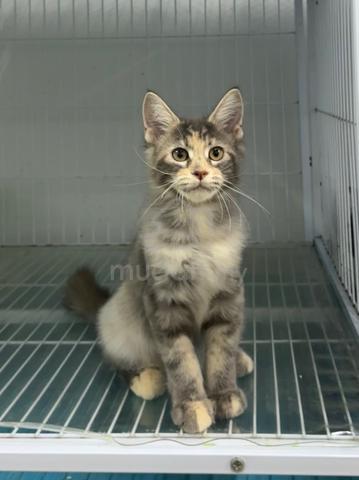 Silver calico Mainecoon kitten - Pets for sale in Others, Johor