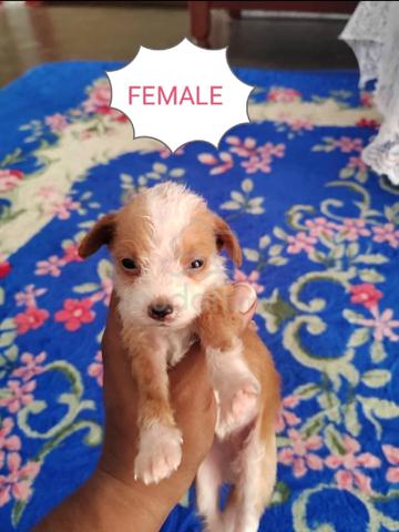 poodle mix mini pinscher - Pets for sale in Cheras, Kuala Lumpur