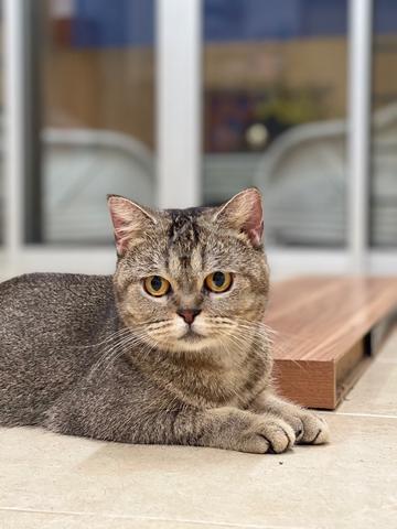 British Shorthair Black Golden Tabby - Pets for sale in Kuala ...