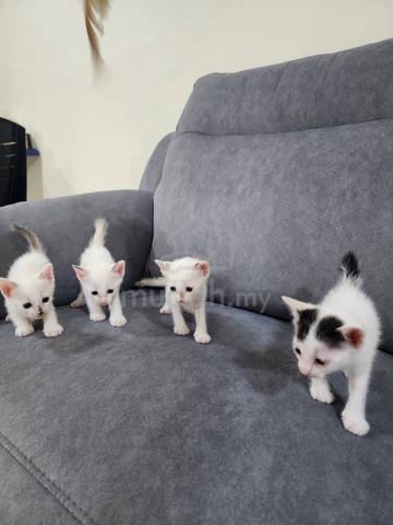 Mix BSH Cat Kitten Pusak Shorthair White Kitten - Pets for sale in ...
