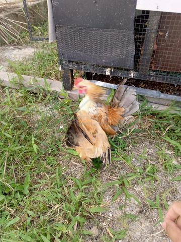 Ayam serama untuk dijual - Pets for sale in Seri Manjong, Perak