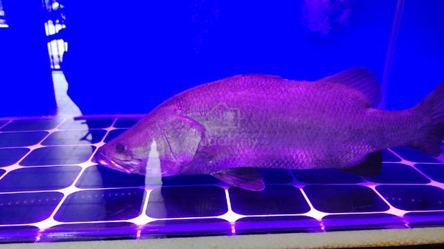 Siakap Putih (Barramundi) - Pets for sale in Bukit Mertajam, Penang