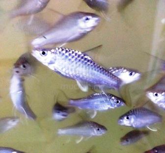 Anak Ikan Kelah Merah, 红吉罗, Red Mahseer fry - Pets for sale in Ampang ...