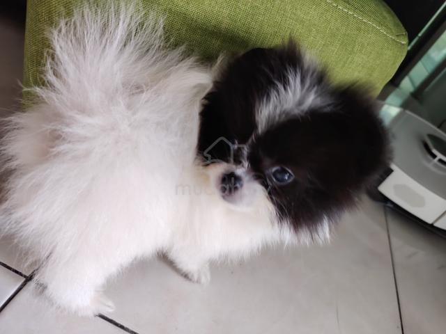 Teacup Pomeranian Puppies For Sale - Pets for sale in Bukit Mertajam ...