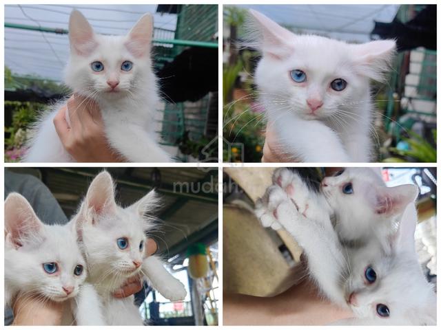 Anak kucing Turkish Angora Cat Putih mata biru - Pets for sale in ...