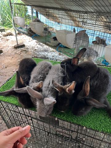 Arnab Rabbit - Pets for sale in Telok Panglima Garang, Selangor