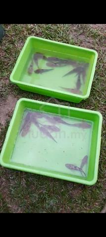 Benih ketutu / Marble goby / 筍殼 - Pets for sale in Kampar, Perak