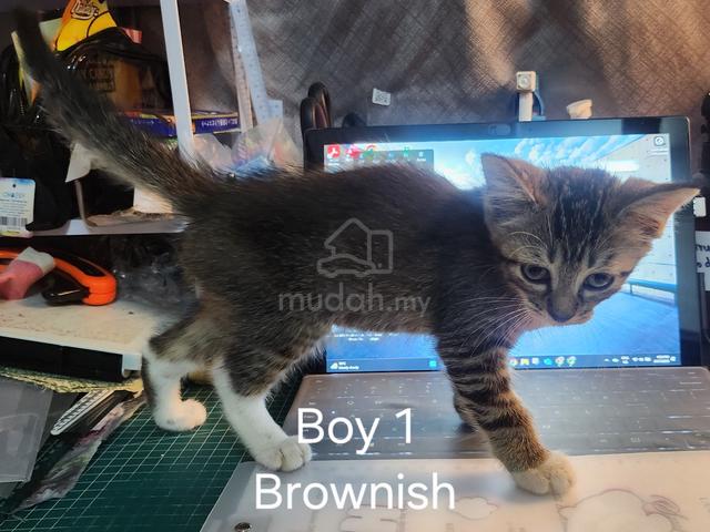BSH British Short Hair Mix Kitten - Pets for sale in Yong Peng, Johor
