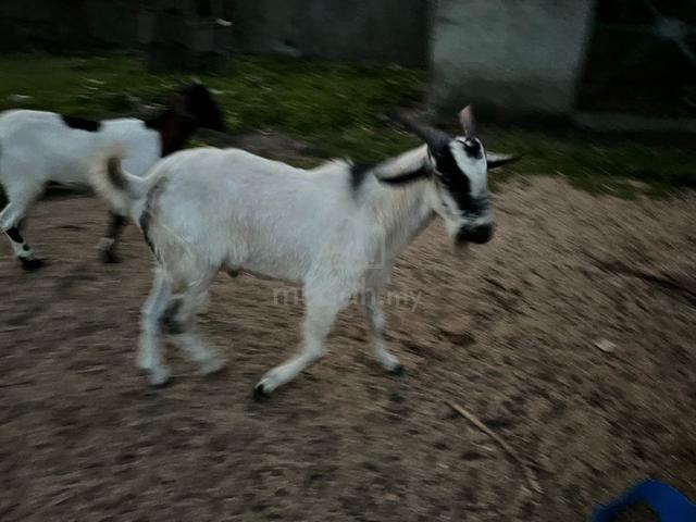 Kambing baka boer - Pets for sale in Kota Bharu, Kelantan