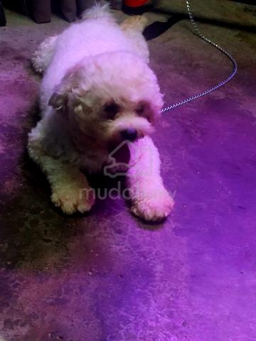 dog 1 years - Pets for sale in Kulim, Kedah