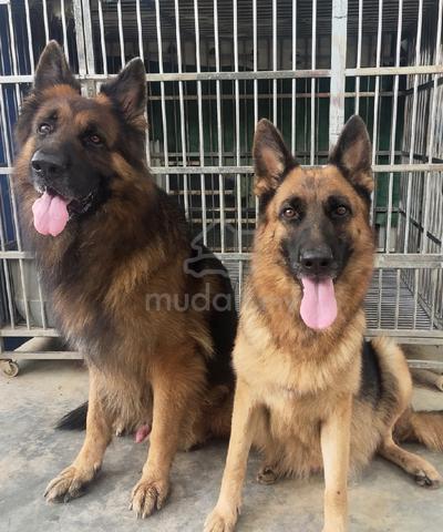 German Shepherd showline with Mka cert & microchip - Pets for sale in ...