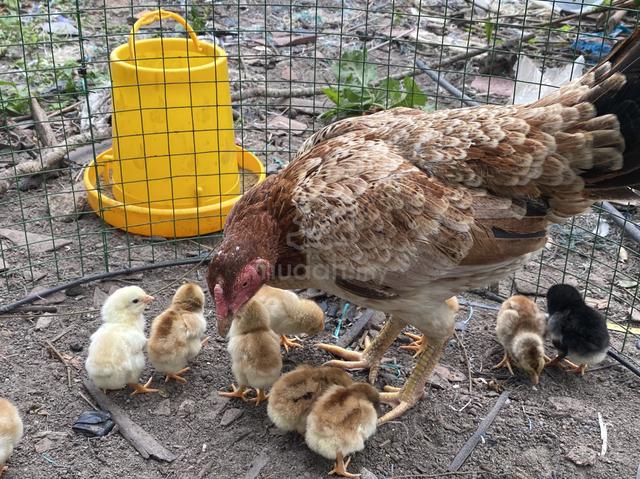 Anak ayam kampung asli(AKA) baka sabung - Pets for sale in Kulim, Kedah