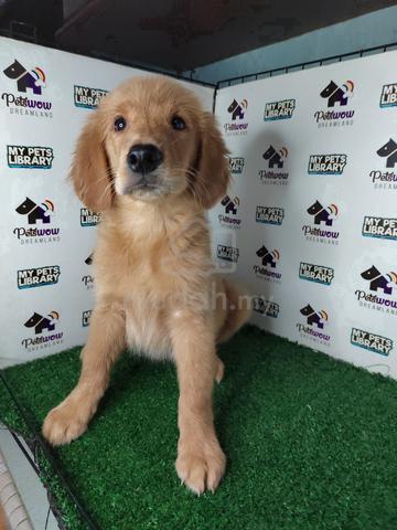 Golden Retriever with mka certificate male - Pets for sale in Ambang ...