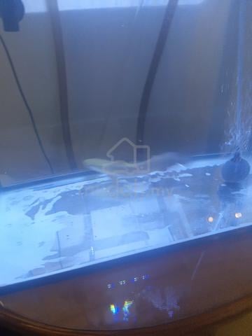 Arapaima gigas 9.5inch - Pets for sale in Kuchai Lama, Kuala Lumpur