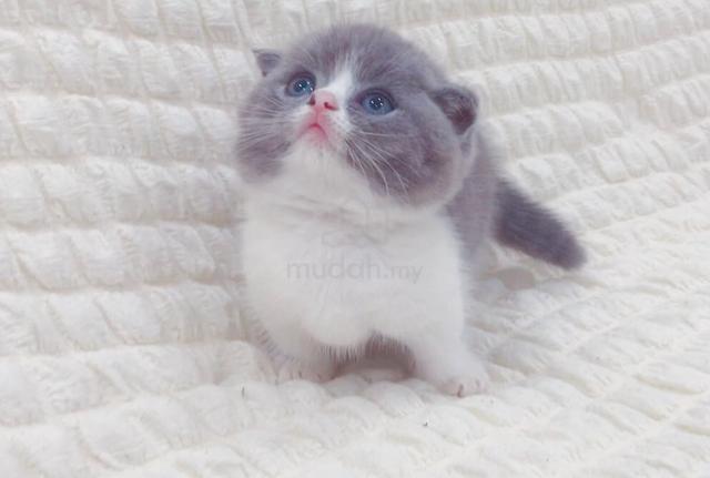 Munchkin kitten Bsh British Shorthair cat - Pets for sale in Johor ...