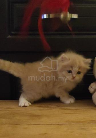 Kitten DLH male - kucing jantan - Pets for sale in Kuala Terengganu ...