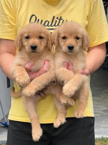 Bug bone Golden Retriever puppy - Pets for sale in Others, Johor