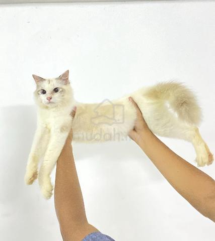 kucing untuk di 🏡 - Pets for sale in Permatang Pauh, Penang