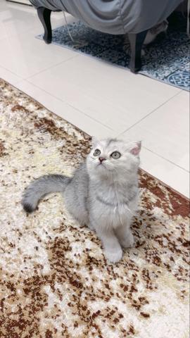 BSH Golden mix Scotishfold - Pets for sale in Bangi, Selangor