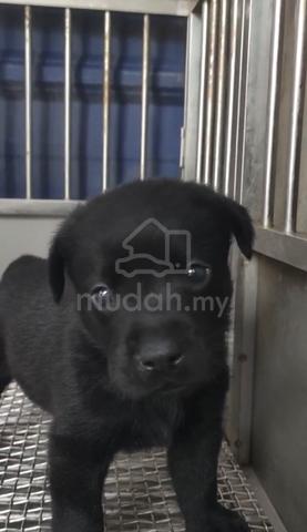 Labrador black male mka and chip - Pets for sale in Puncak Jalil, Selangor