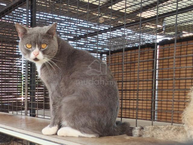 Male BSH Bicolour - Pets for sale in Kota Bharu, Kelantan