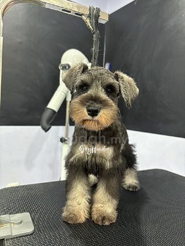 Schnauzer puppy PURE breed - Pets for sale in Seremban 2, Negeri Sembilan
