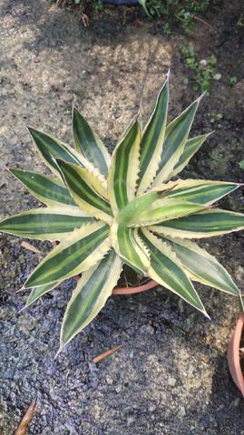 Agave Variegata Untuk Landskap Rumah - Garden Items for sale in Batu ...