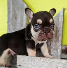 Choco Tan color French Bulldog puppy BB711 - Pets for sale in Cheras ...