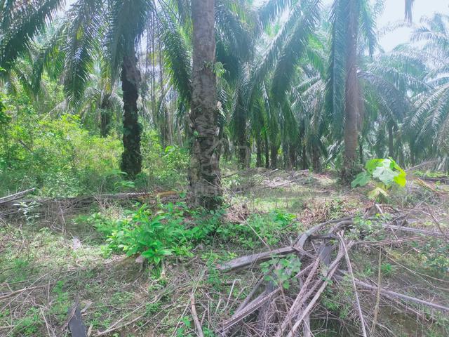 Agricultural Land for Sale, 5.11 Acre(s), Dong, Pahang | Mudah.my