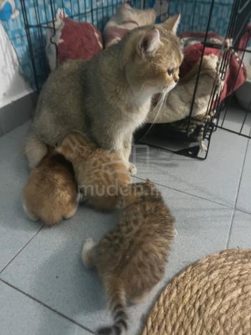 golden BSH - Pets for sale in Bayan Lepas, Penang