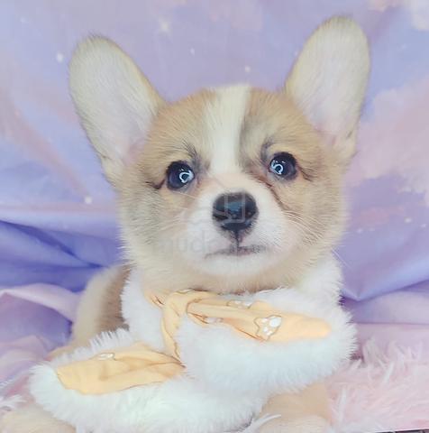 Handsome Welsh Corgi Puppy Dog #AZ18 - Pets for sale in Puchong, Selangor