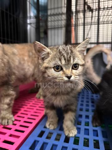BSH x Munchkin - Pets for sale in Klang, Selangor