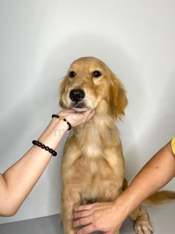 Pure Breed Champ Line Golden Retriever For Sale - Pets for sale in Shah ...