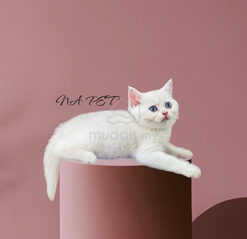 Female Kitten Bsh Silver - Pets for sale in Johor Bahru, Johor
