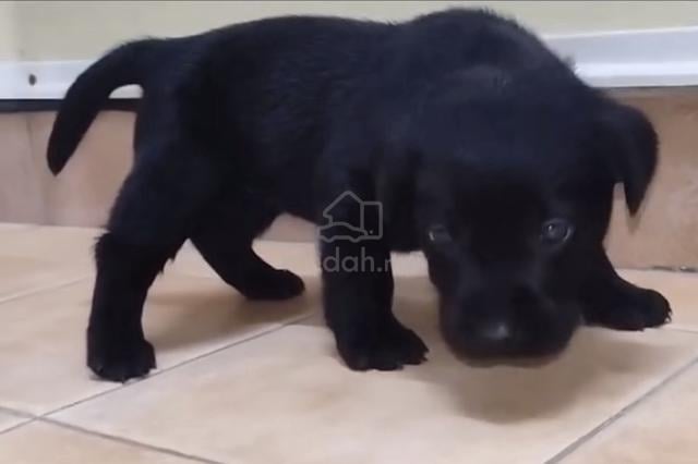 Labrador black female mka and chip - Pets for sale in Seri Kembangan ...